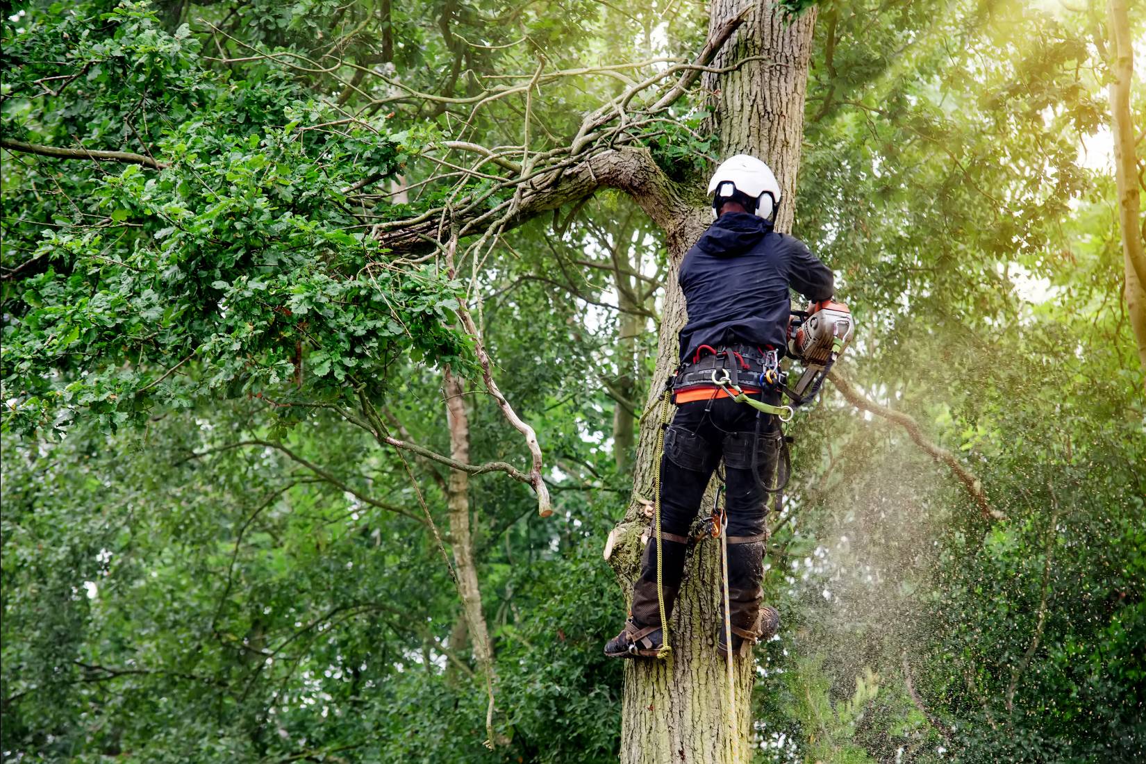 Élagage abattage grimpeur Poitiers - AILES À GAGES